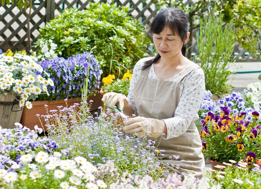 PLANTAS DEL SUEVE - Plantas vivaces